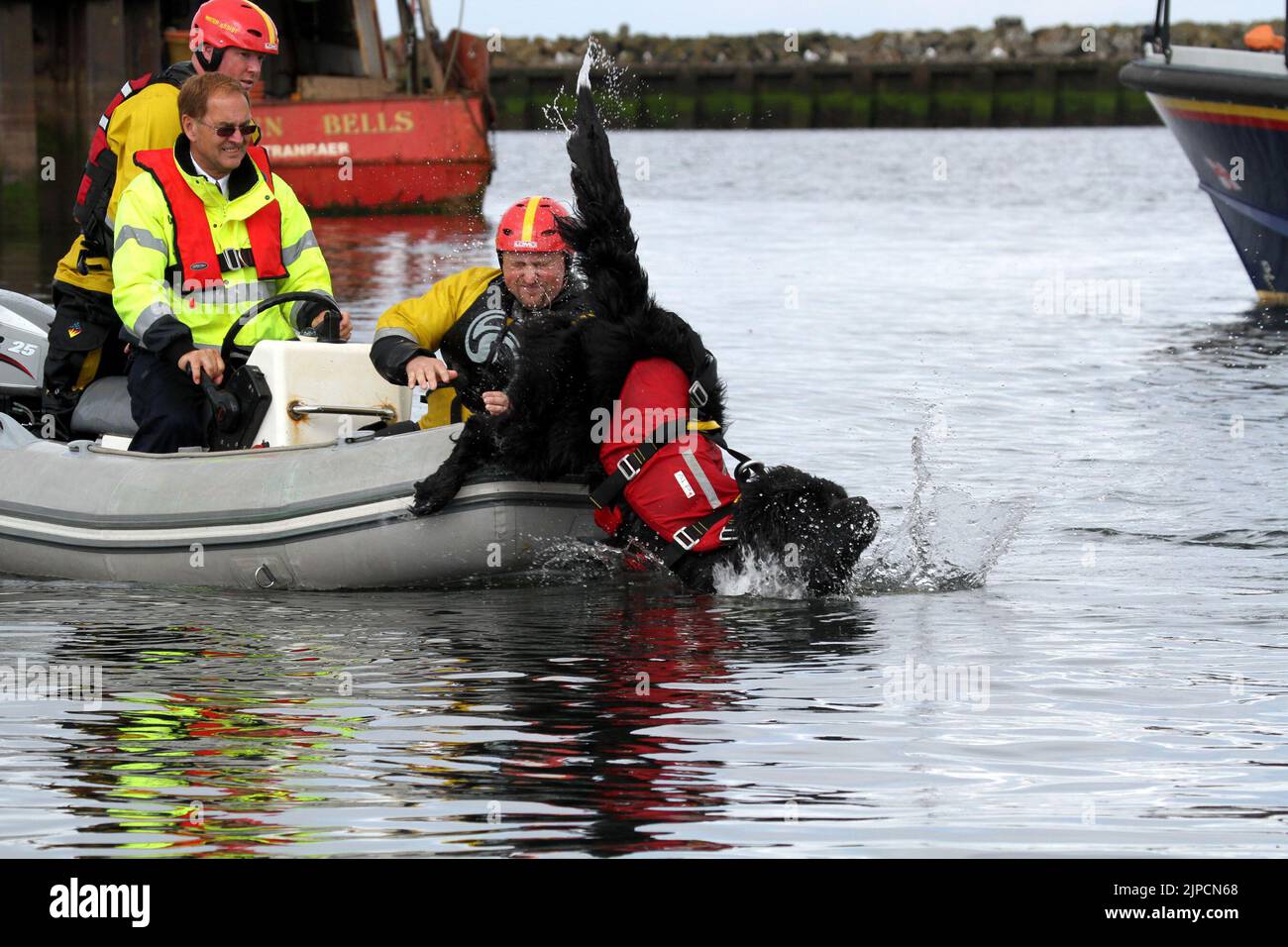 Girvan , Ayrshire, Scotland, UK .Newfoundland Dog Finn shows his life ...