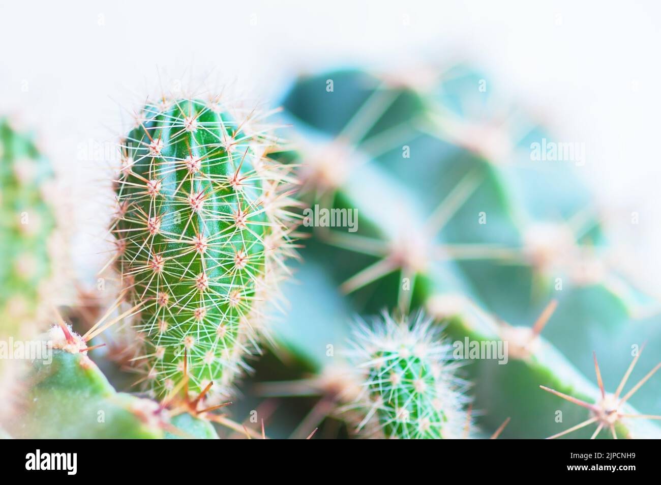 home cactus macro, widely cultivated as an ornamental plant Stock Photo ...