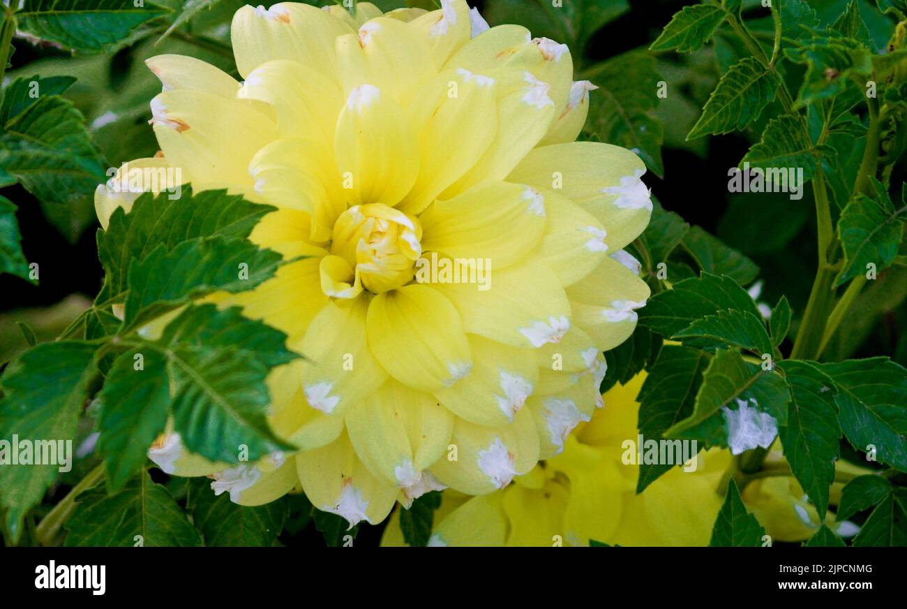 Indian dahlia plant hi-res stock photography and images - Alamy