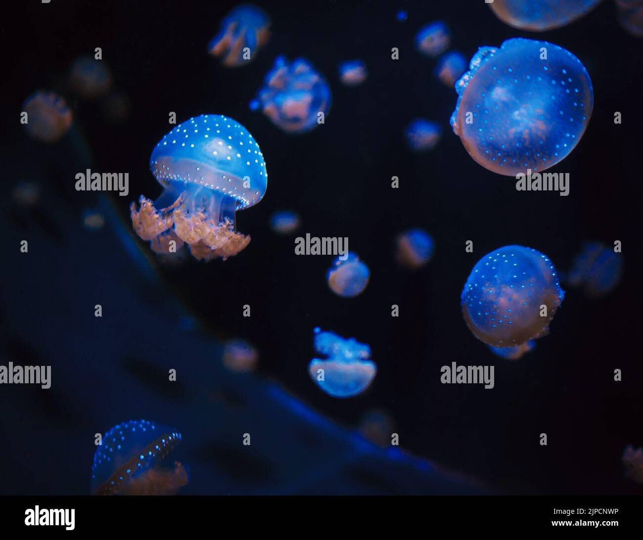 Closeup shot clear jellyfish hi-res stock photography and images - Alamy