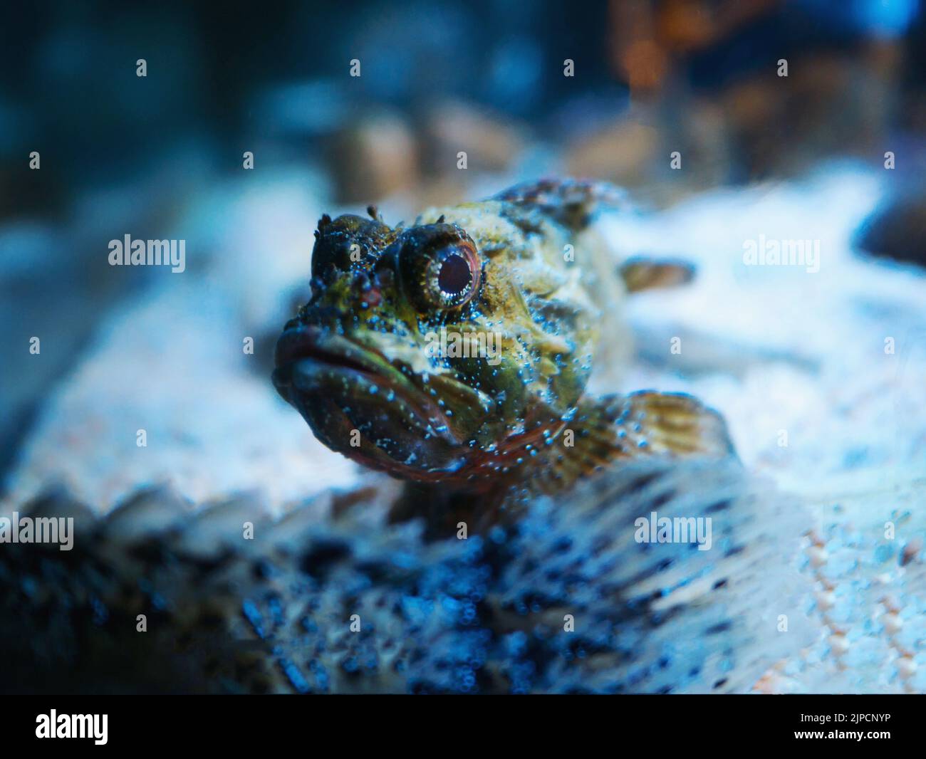 funny faced fish in aquarium. close up macro view Stock Photo - Alamy