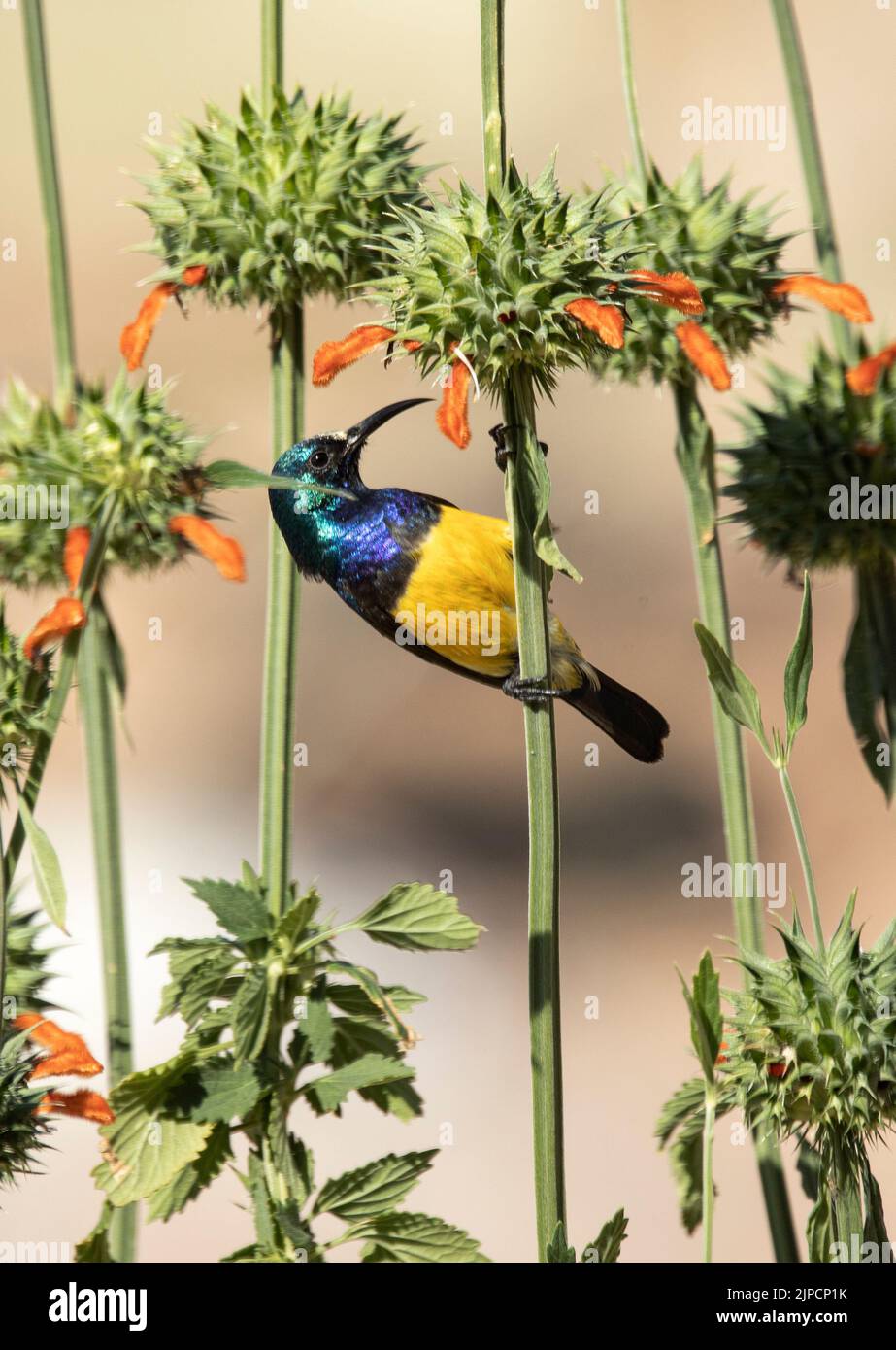The Yellow-bellied or Variable Sunbird is an active feeder on nectar ...