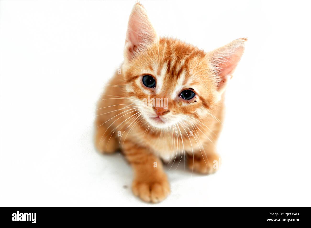 A portrait of a newborn little adorable beige colored kitten isolated ...
