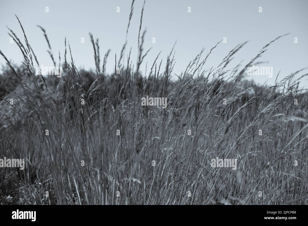 The grayscale of wild grass field under the sky - monochrome nature ...