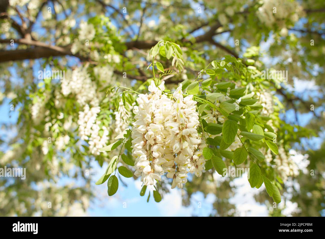 Acacia tree blooming in the spring. Flowers branch with a green ...
