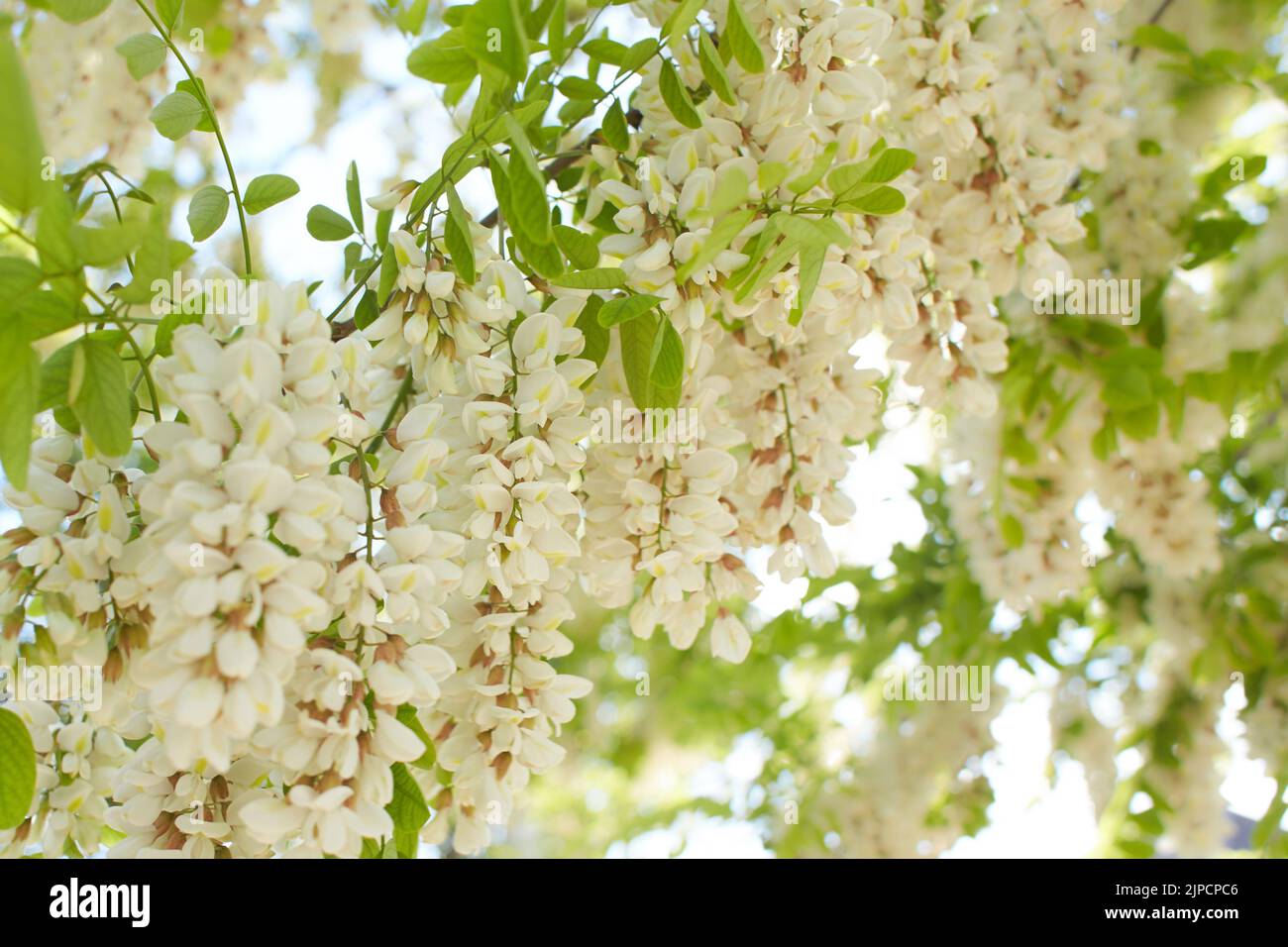 Acacia tree blooming in the spring. Flowers branch with a green ...