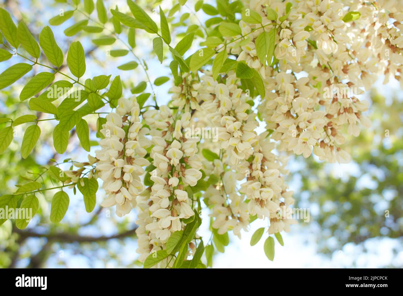 Acacia tree blooming in the spring. Flowers branch with a green ...