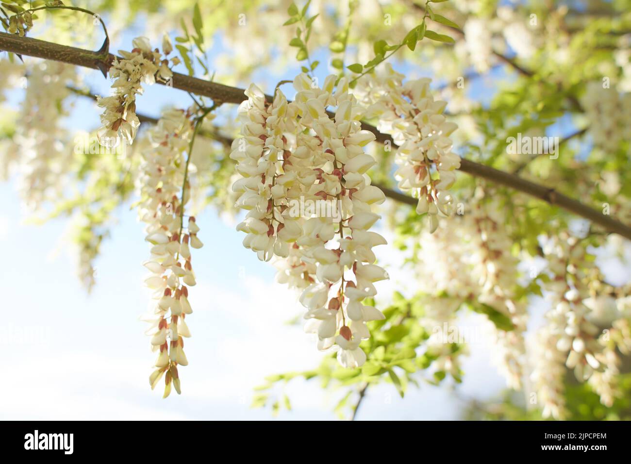 Acacia tree blooming in the spring. Flowers branch with a green ...