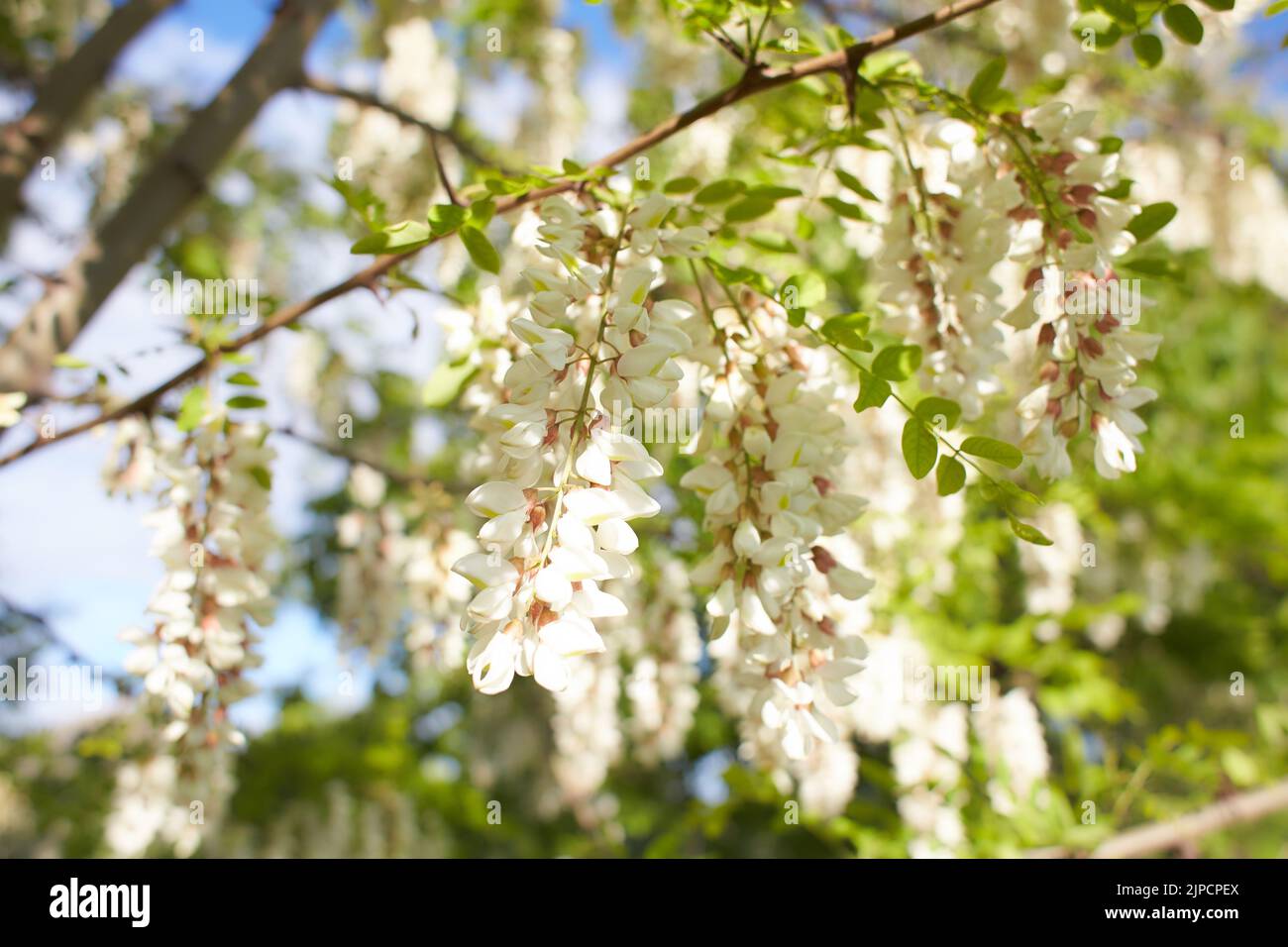 Acacia tree blooming in the spring. Flowers branch with a green ...