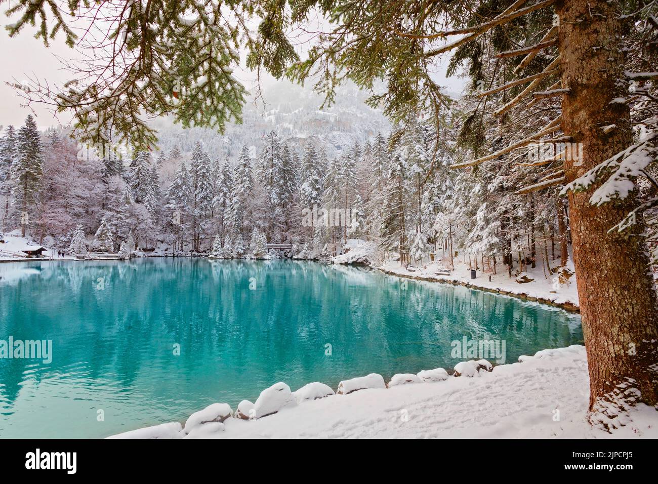 Lake Blausee in Bernese Highlands during winter, Switzerland Stock ...