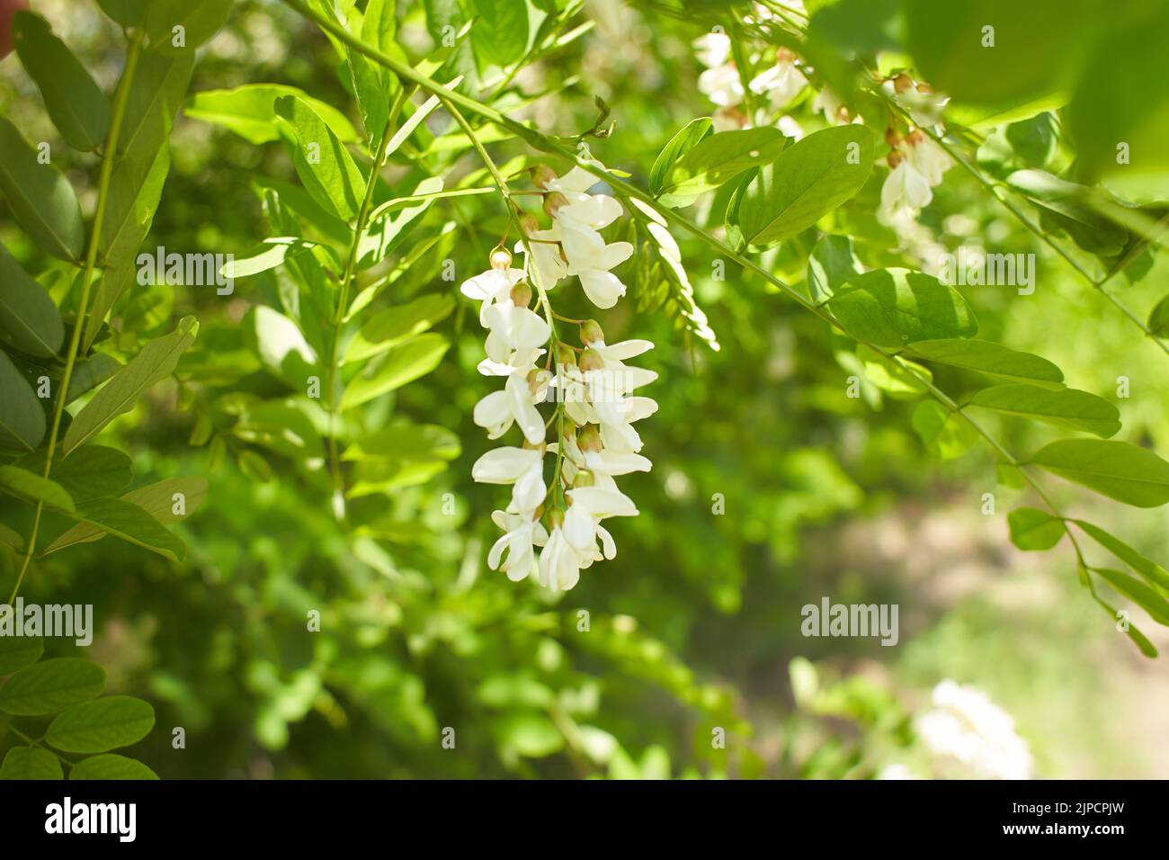 Acacia tree blooming in the spring. Flowers branch with a green ...