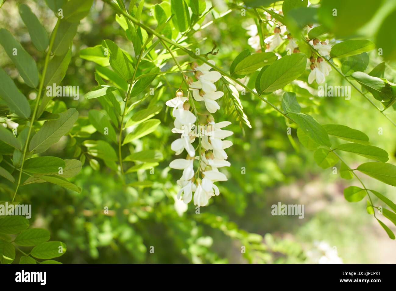 Acacia tree blooming in the spring. Flowers branch with a green ...