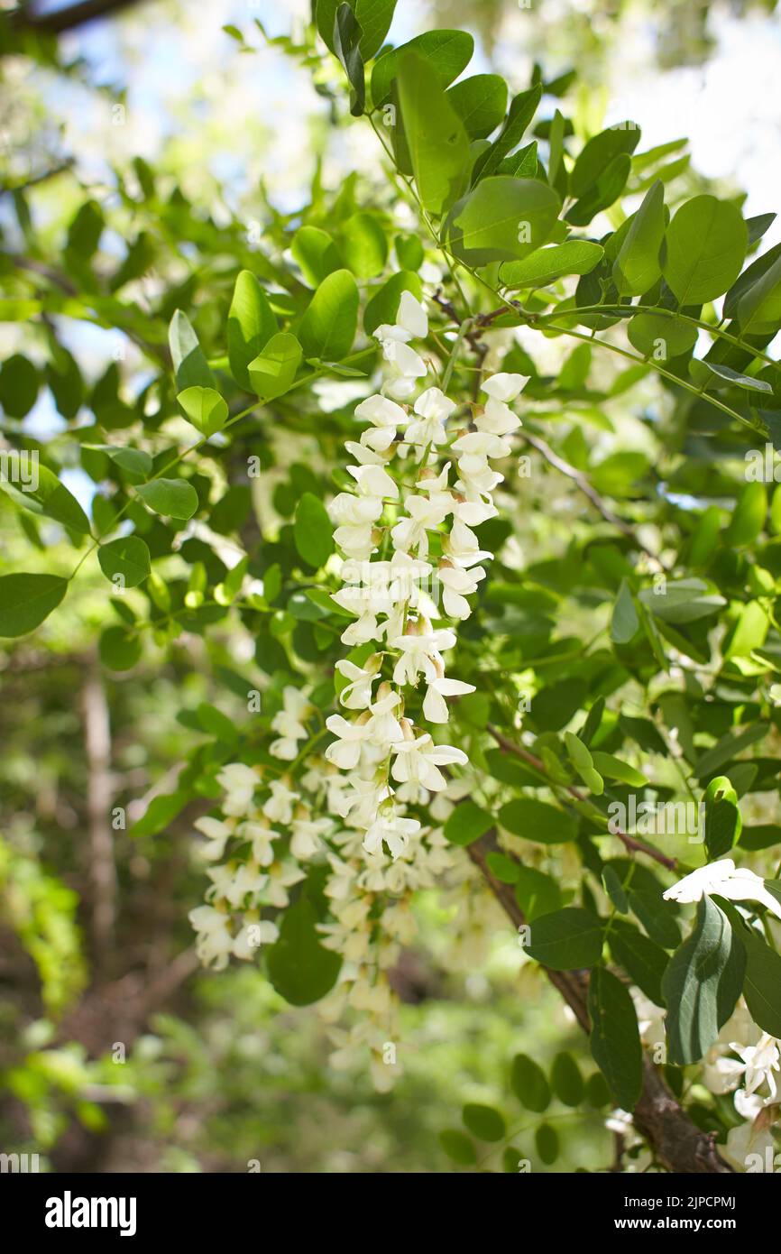 Acacia tree blooming in the spring. Flowers branch with a green ...