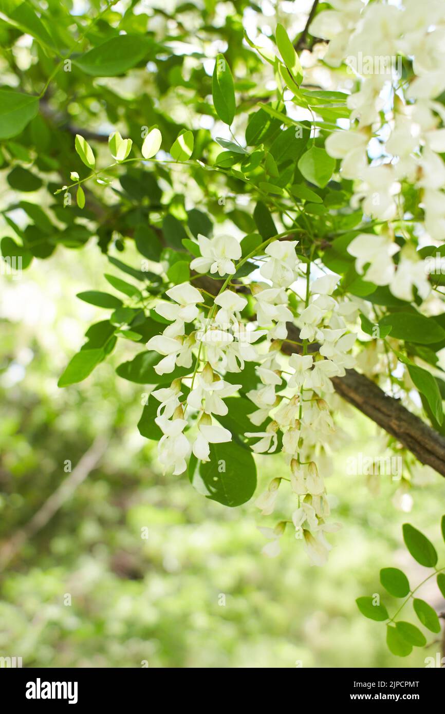 Acacia tree blooming in the spring. Flowers branch with a green ...