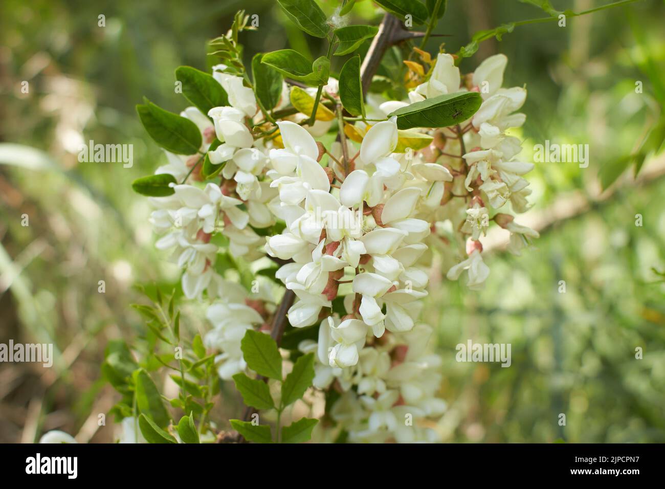 Acacia tree blooming in the spring. Flowers branch with a green ...