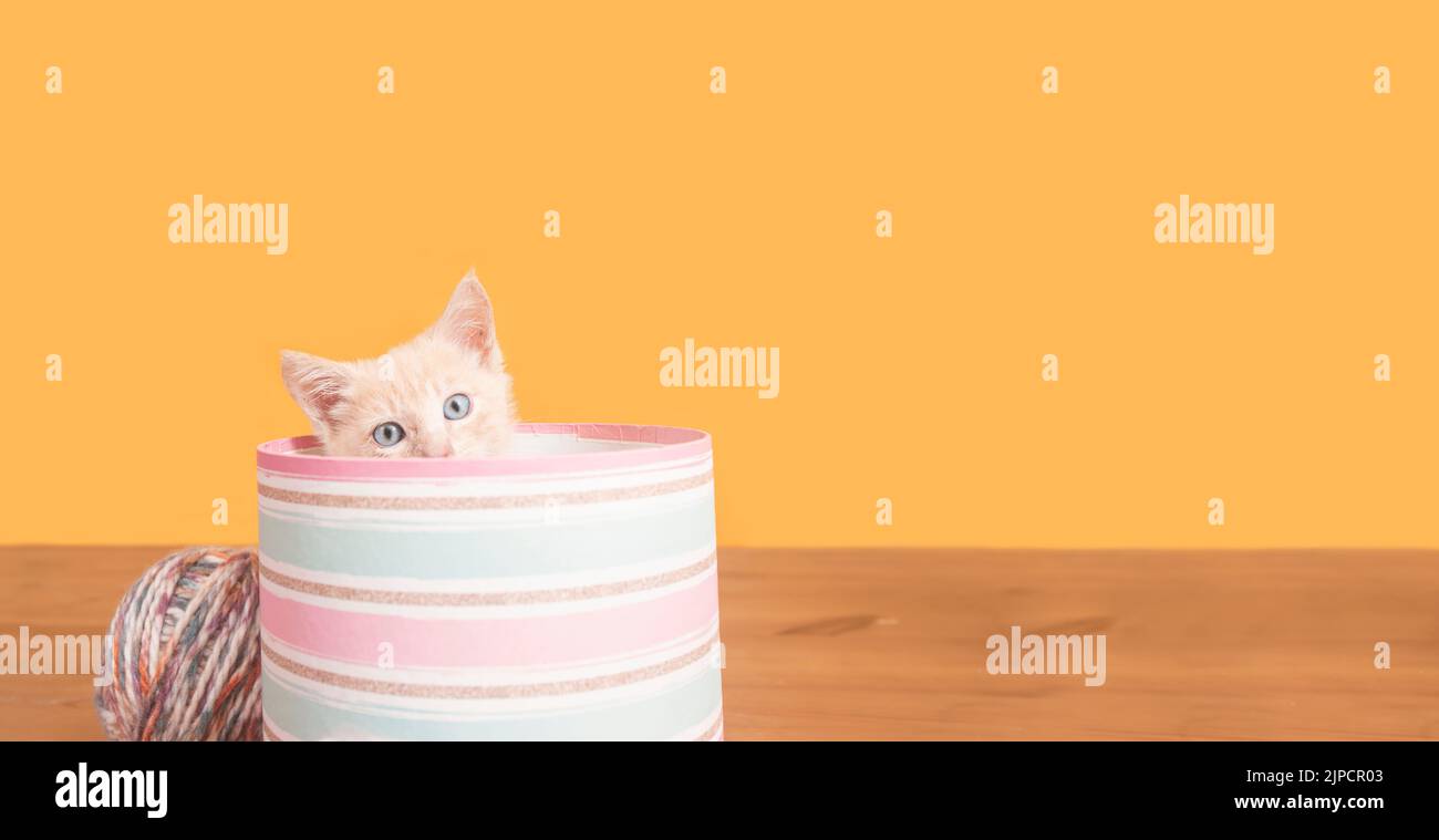 Portrait of cute baby kitten hiding inside round pink box sticking head ...