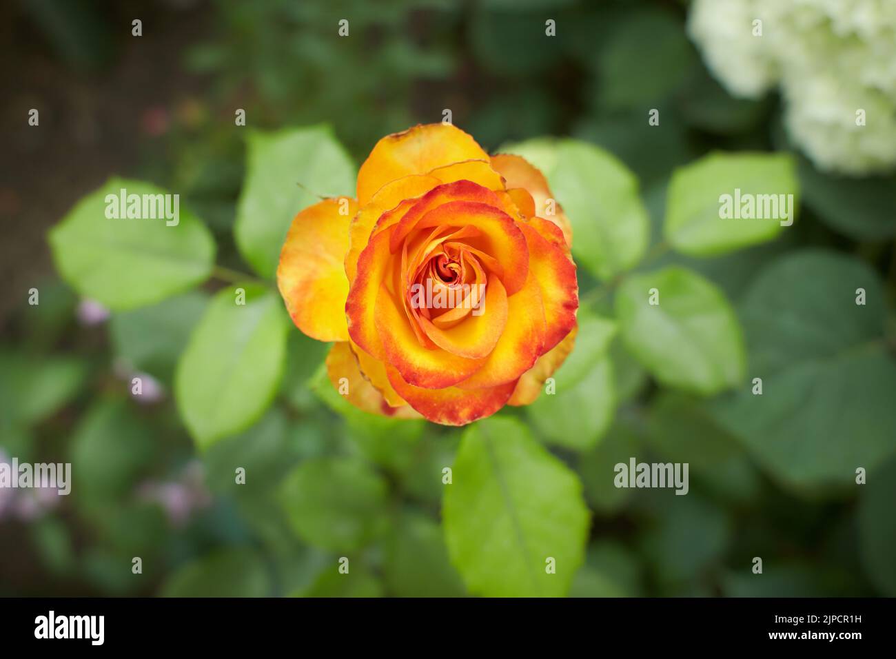 A rose in button with a coral color. Day shooting, outdoor and without ...