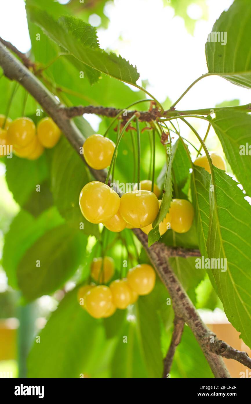 Fresh Yellow Cherry fruit branch. Fresh natural healthy. Yellow rainier ... Fresh Yellow Cherry fruit branch. Fresh natural healthy. Yellow rainier ...
