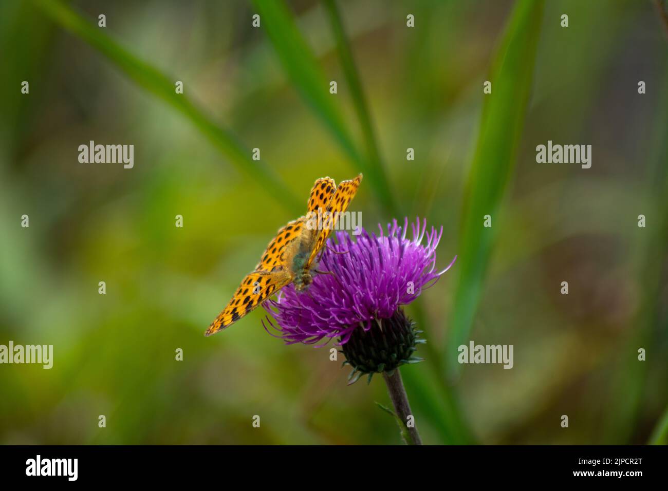 Shadow on butterfly wing hi-res stock photography and images - Alamy