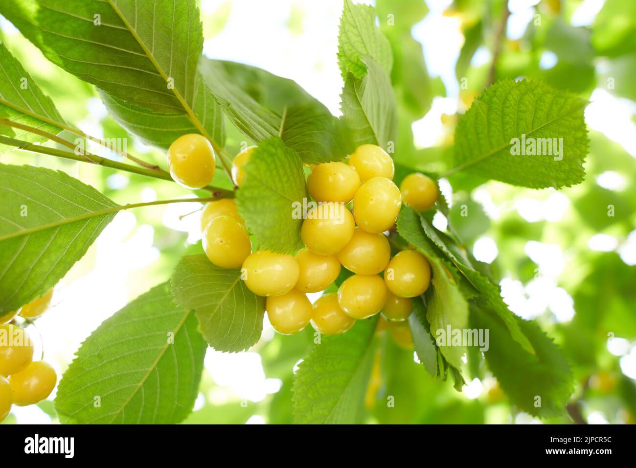Fresh Yellow Cherry fruit branch. Fresh natural healthy. Yellow rainier ...