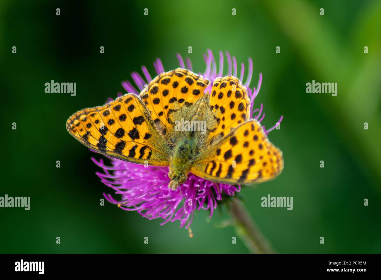 Shadow on butterfly wing hi-res stock photography and images - Alamy