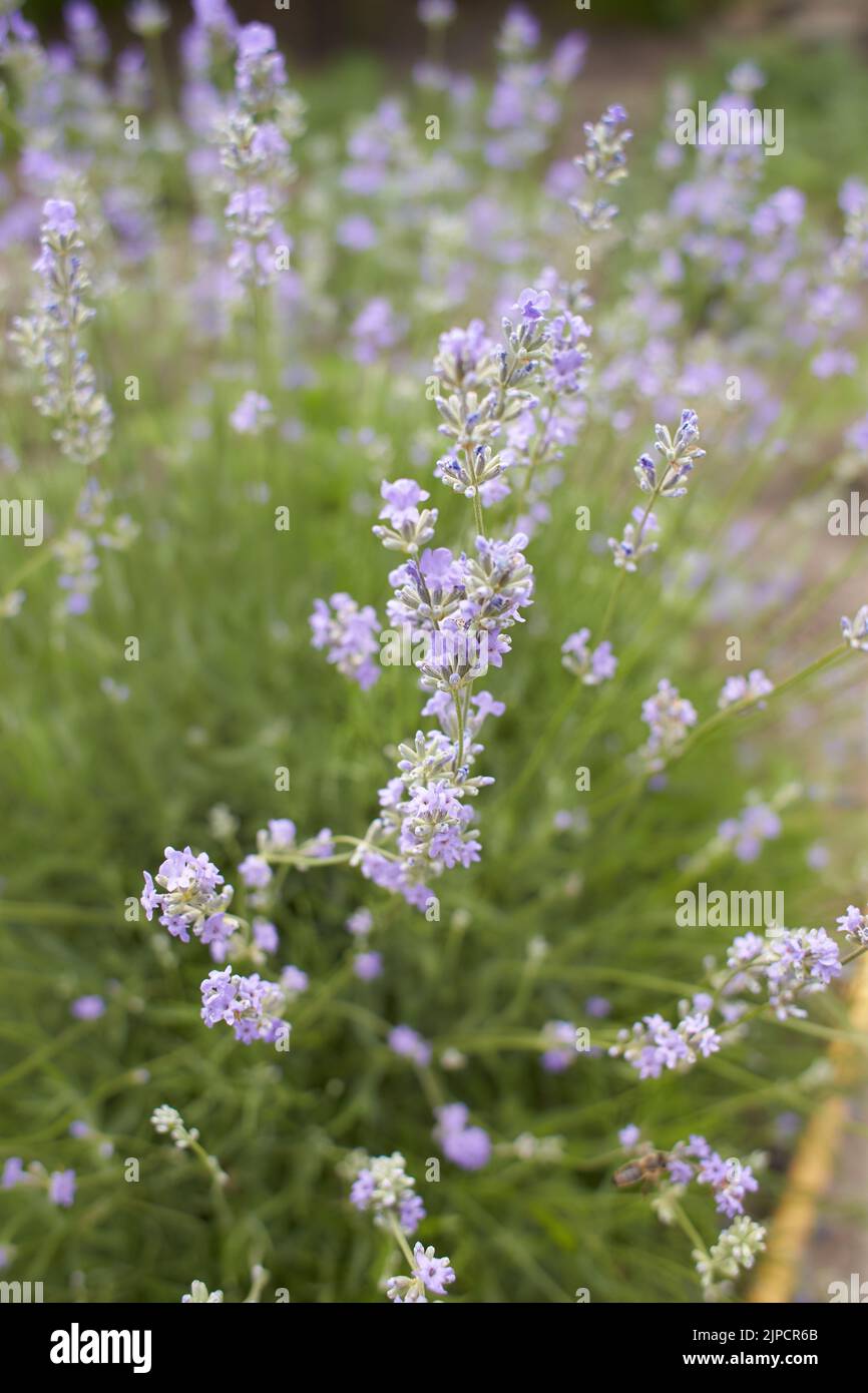 Blooming japanese lavender flowers close-up in the green summer garden ...