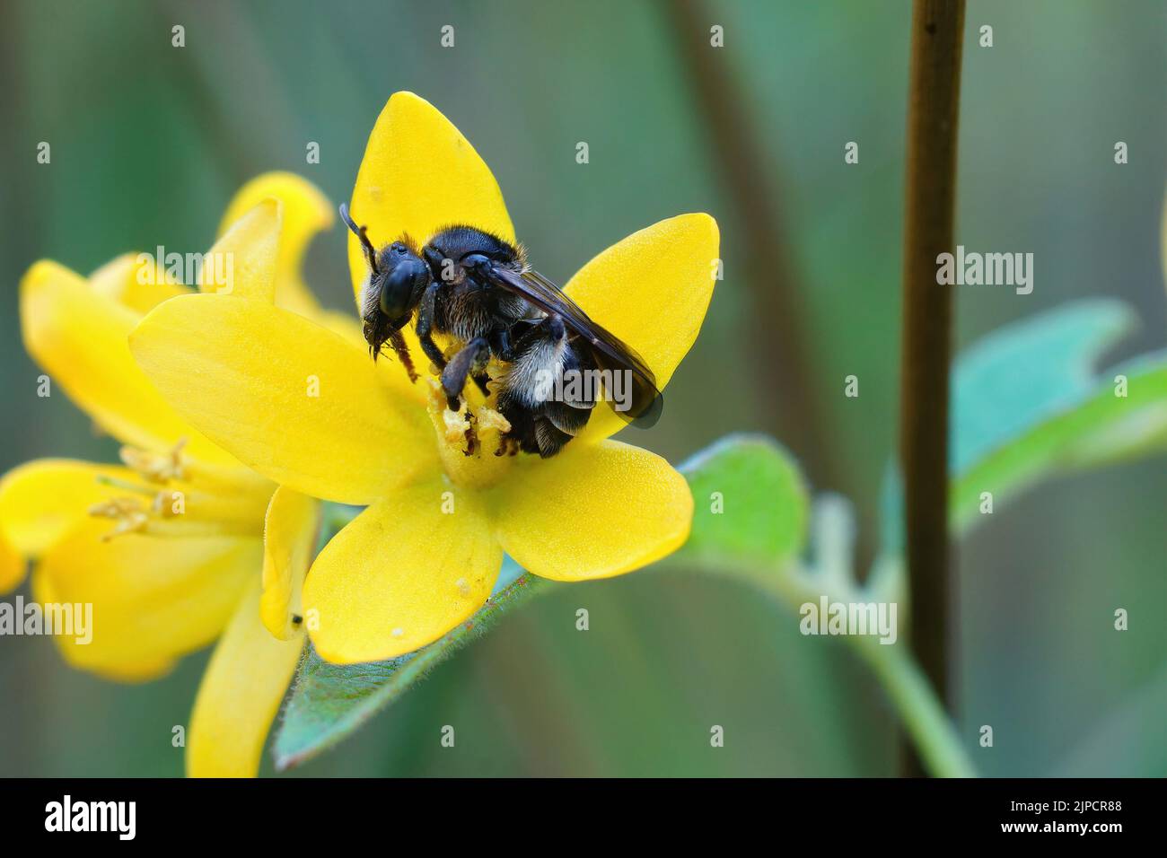 Macropis europaea hi-res stock photography and images - Alamy