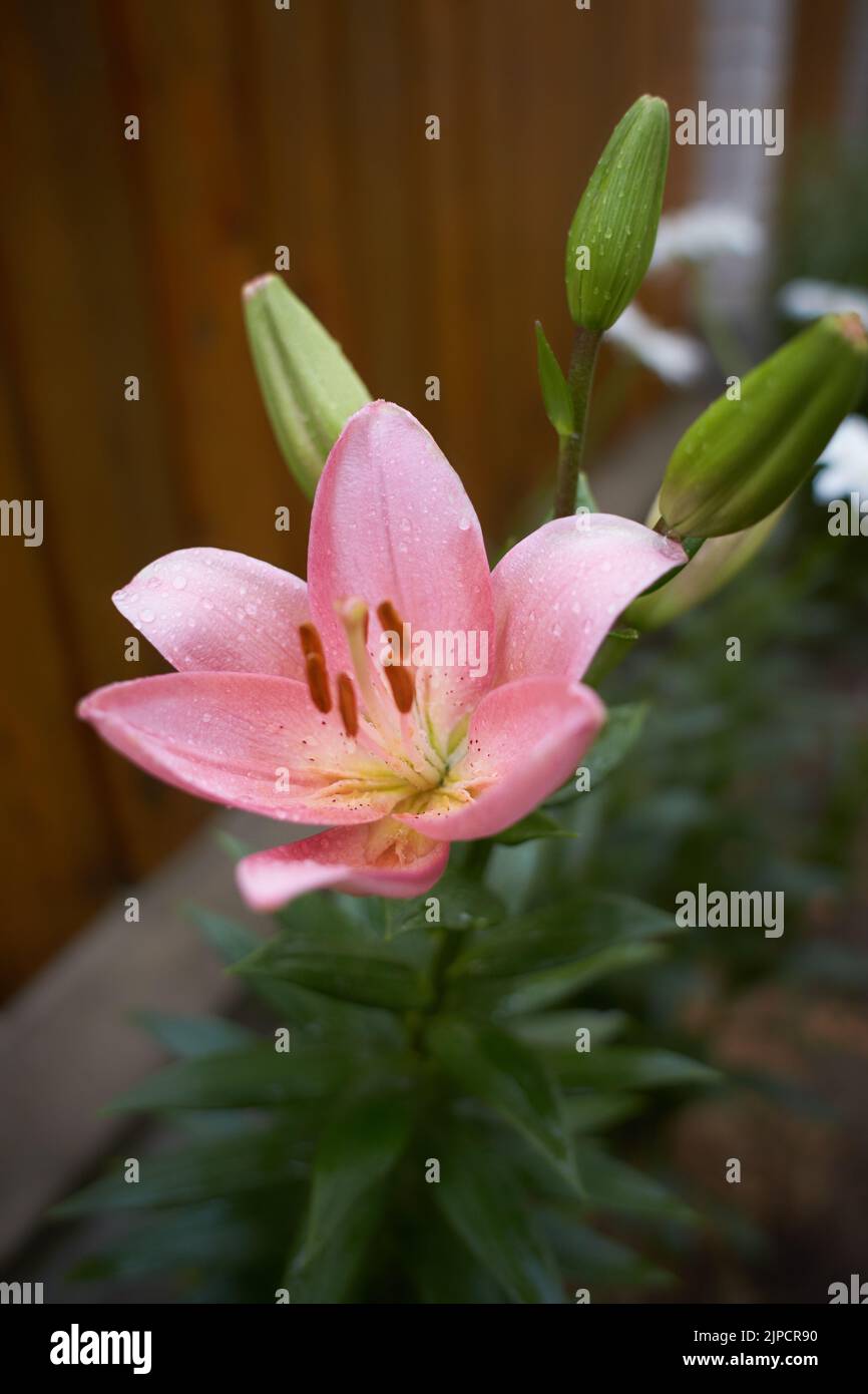 Sizzling pink asiatic lily, a botanical beauty, isolated in a garden ...