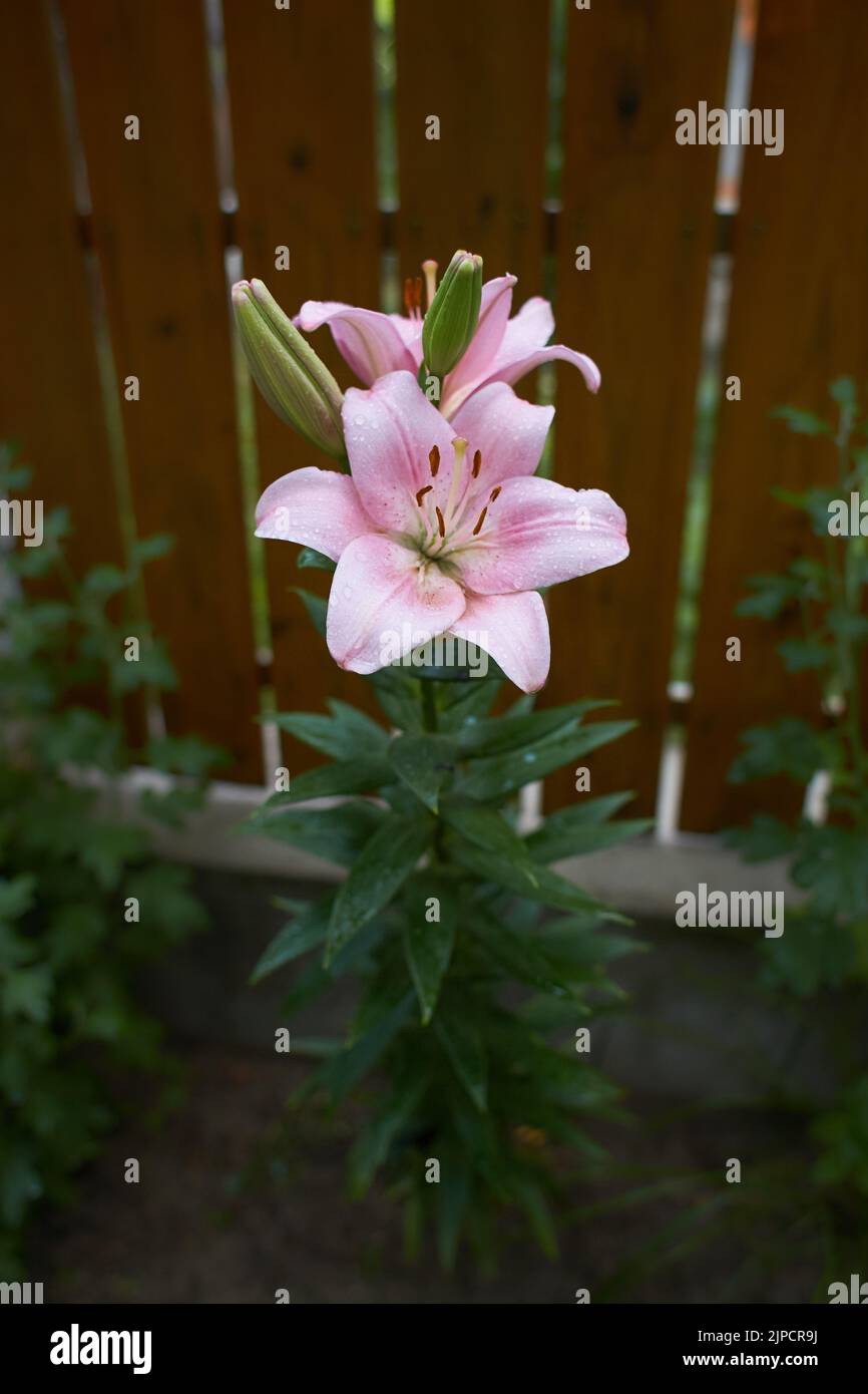 Sizzling pink asiatic lily, a botanical beauty, isolated in a garden ...