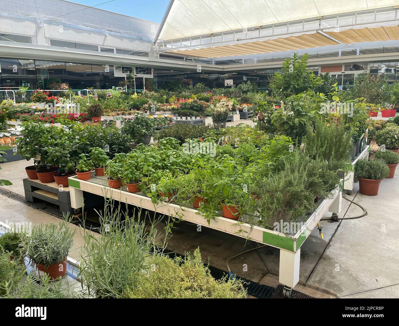 inside a nursery, flower and plant store, with green plants in the ...