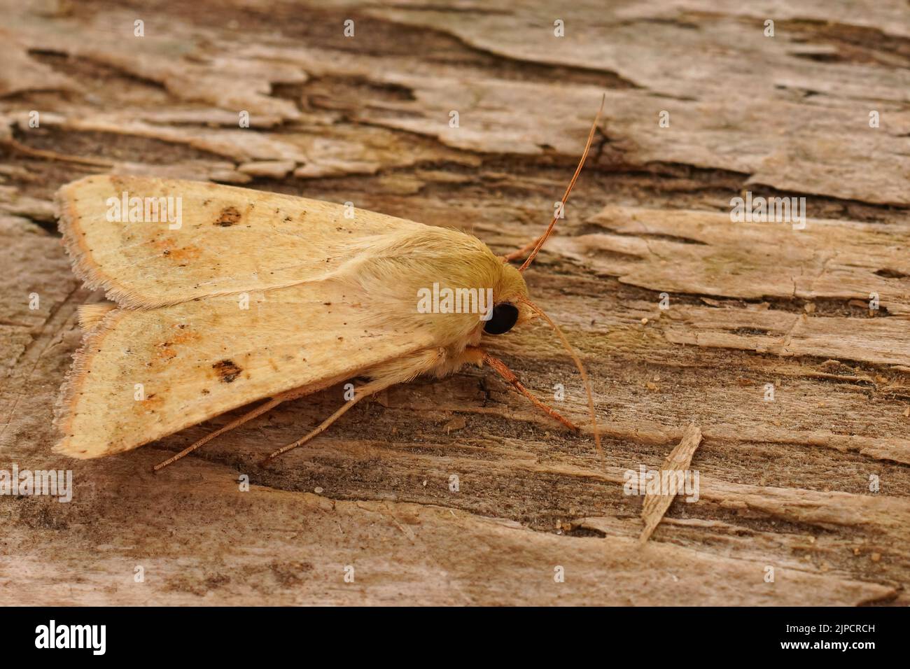 Detailed closeup on the Cotton Bollworm Moth, Helicoverpa armigera ...