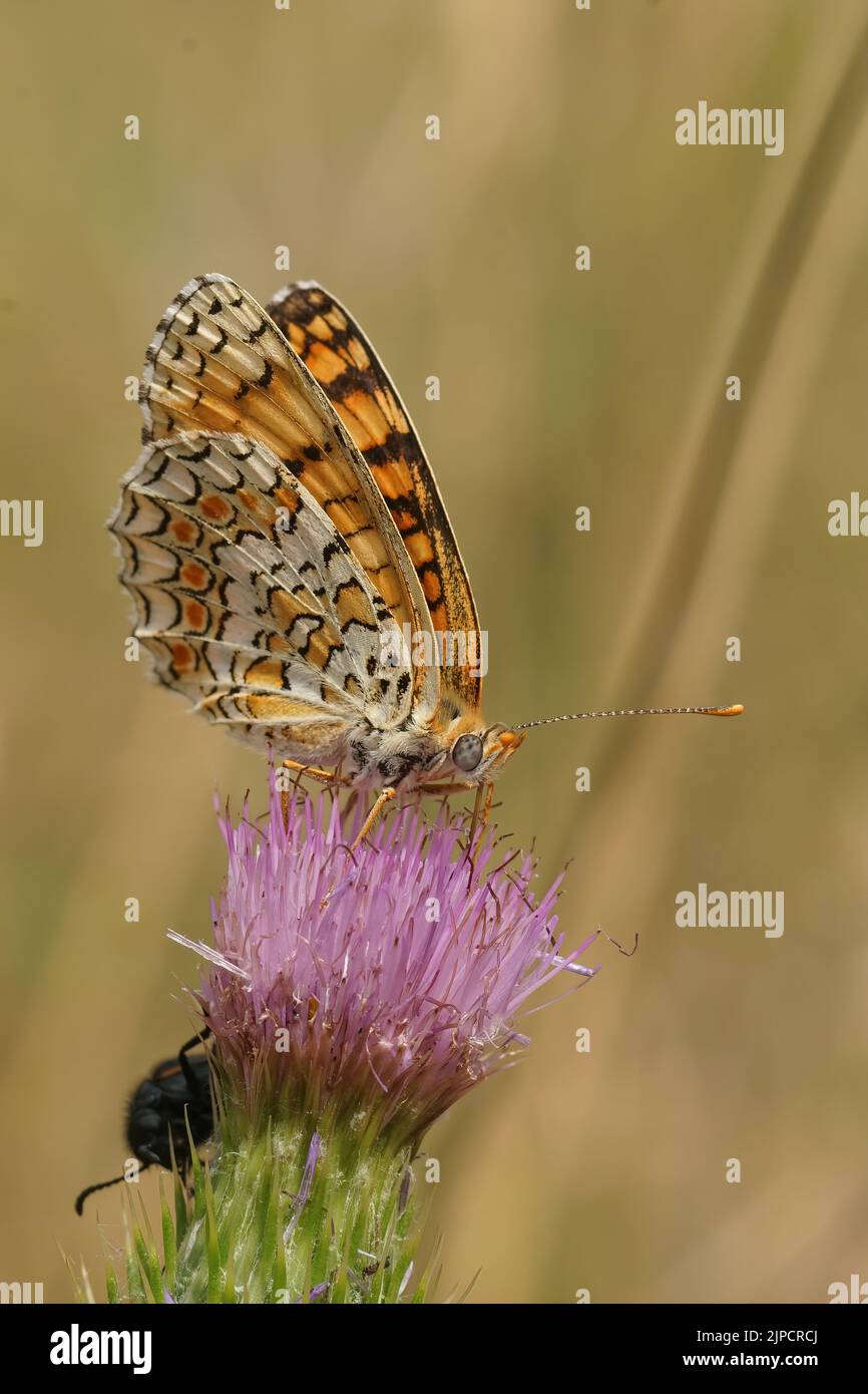 Closeup on a colorful Knapweed Fritillary, Melitaea phoebe, sitting on ...