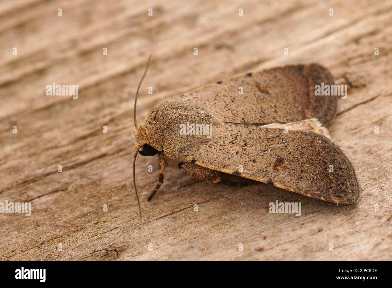 Detailed Closeup on the Pale Mottled Willow Moth, Caradrina clavipalpis ...