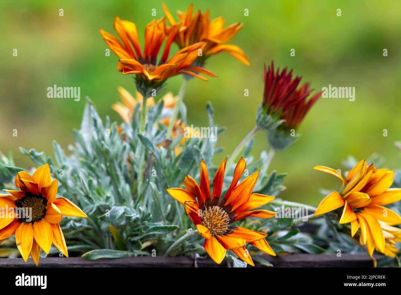Orange gazania flowers hi-res stock photography and images - Alamy