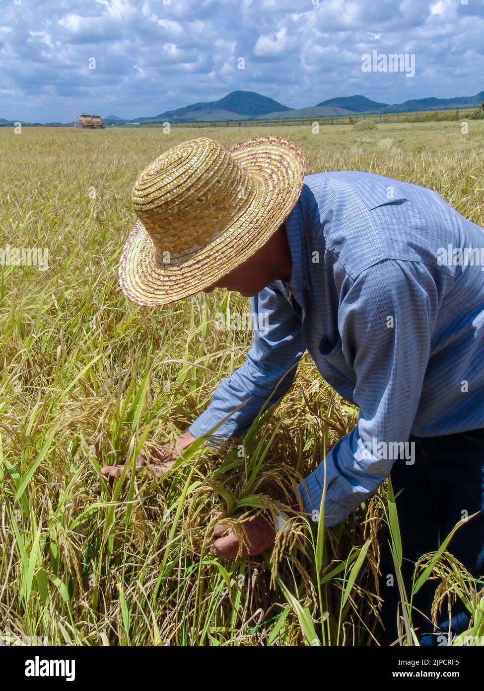 Rice farming brazil hi-res stock photography and images - Alamy