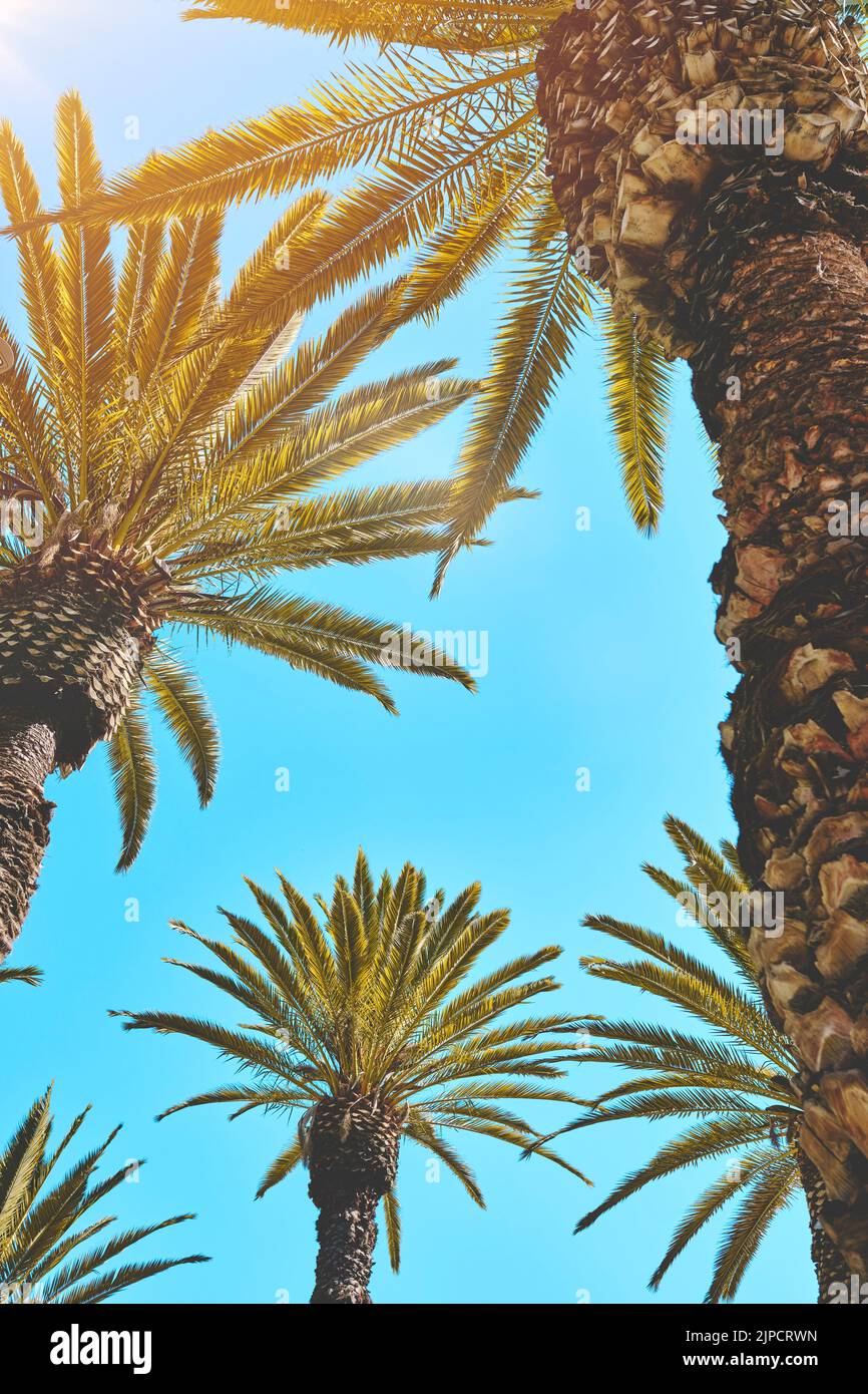 Low Angle View Of Palm Trees Against Clear Sky, Palm trees in Yanahuara ...