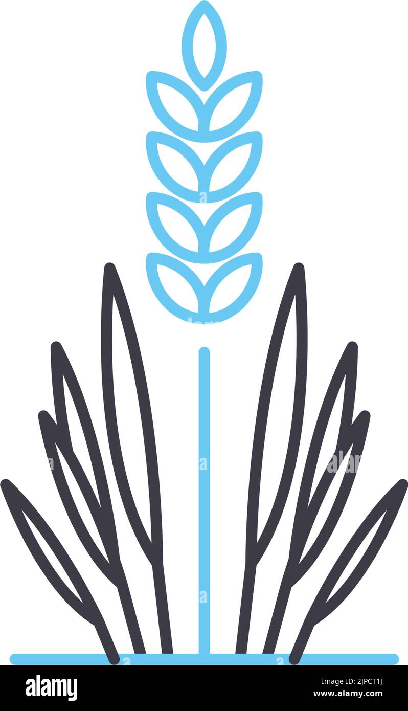rice plant line icon, outline symbol, vector illustration, concept sign ...