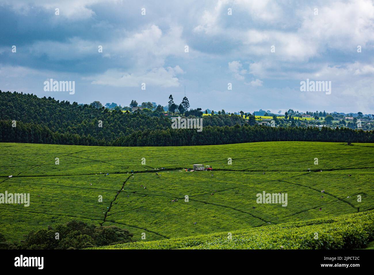 Kiambu County Tea Green Leaves Farm Farming Farmers Large scale ...