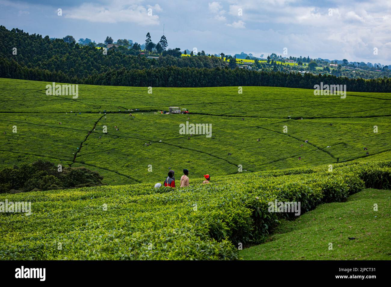 Kiambu County Tea Green Leaves Farm Farming Farmers Large scale ...