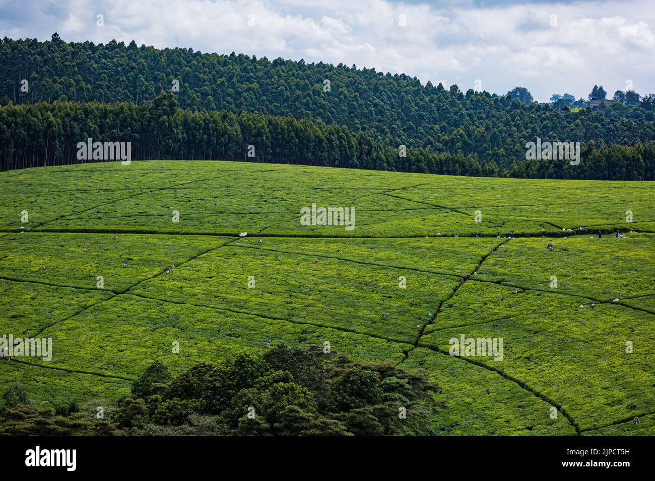 Kiambu County Tea Green Leaves Farm Farming Farmers Large scale ...