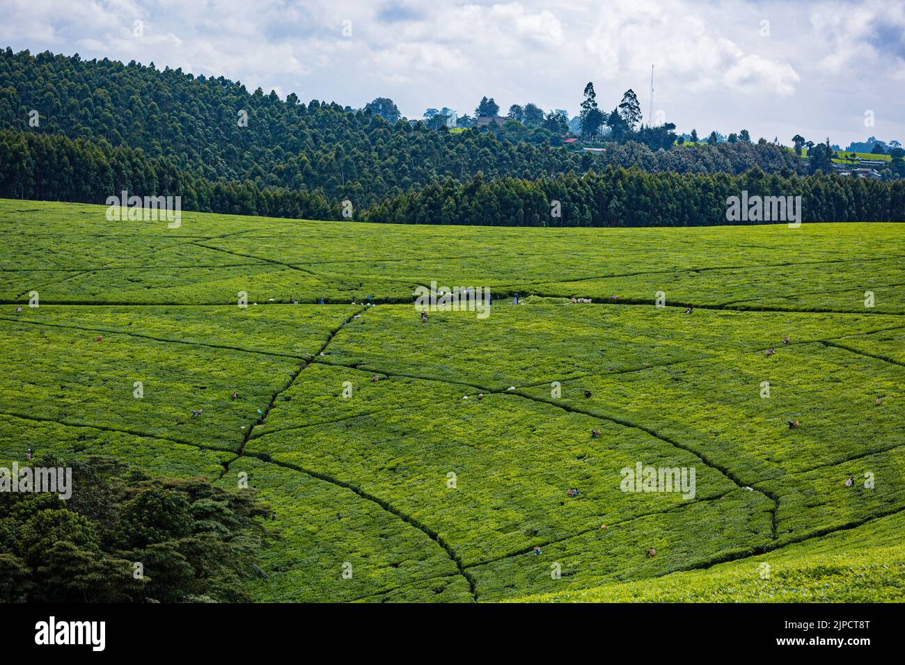 Kiambu County Tea Green Leaves Farm Farming Farmers Large scale ...