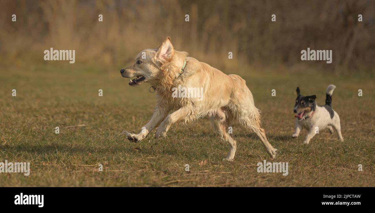Cute young, old, big and small dogs play with each other. Labrador and ...