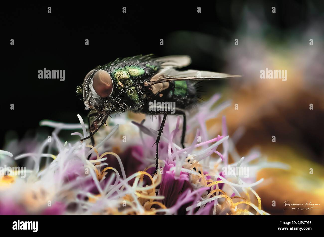 Insectes de jardin hi-res stock photography and images - Alamy