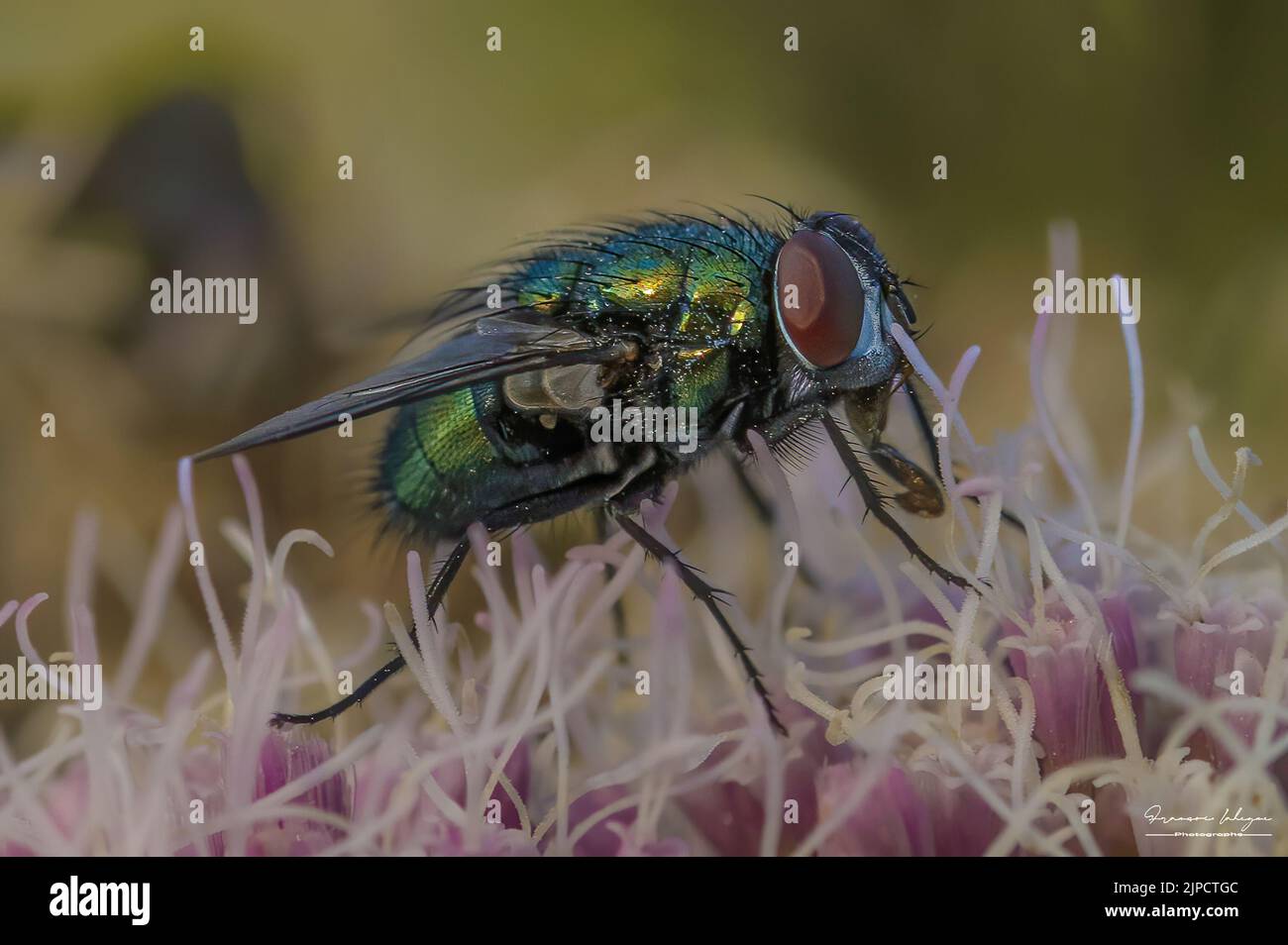 Espece dinsecte hi-res stock photography and images - Alamy