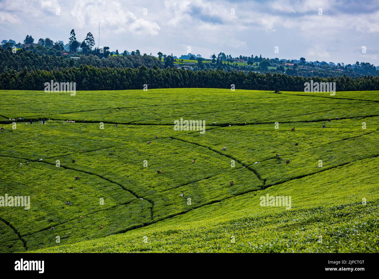 Kiambu County Tea Green Leaves Farm Farming Farmers Large scale ...