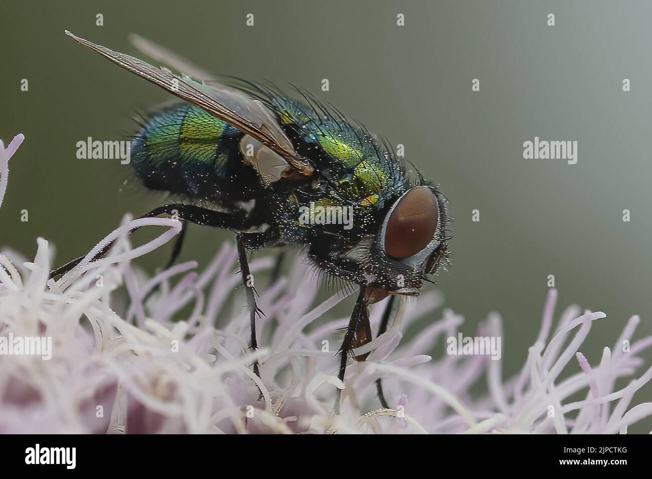 Insectes gros plan hi-res stock photography and images - Alamy