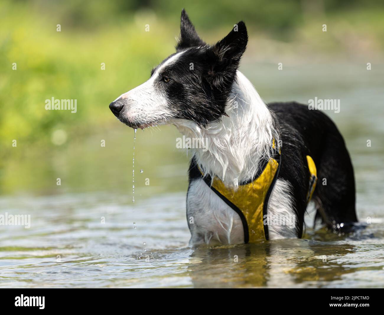 Dog wet border collie in river hi-res stock photography and images - Alamy