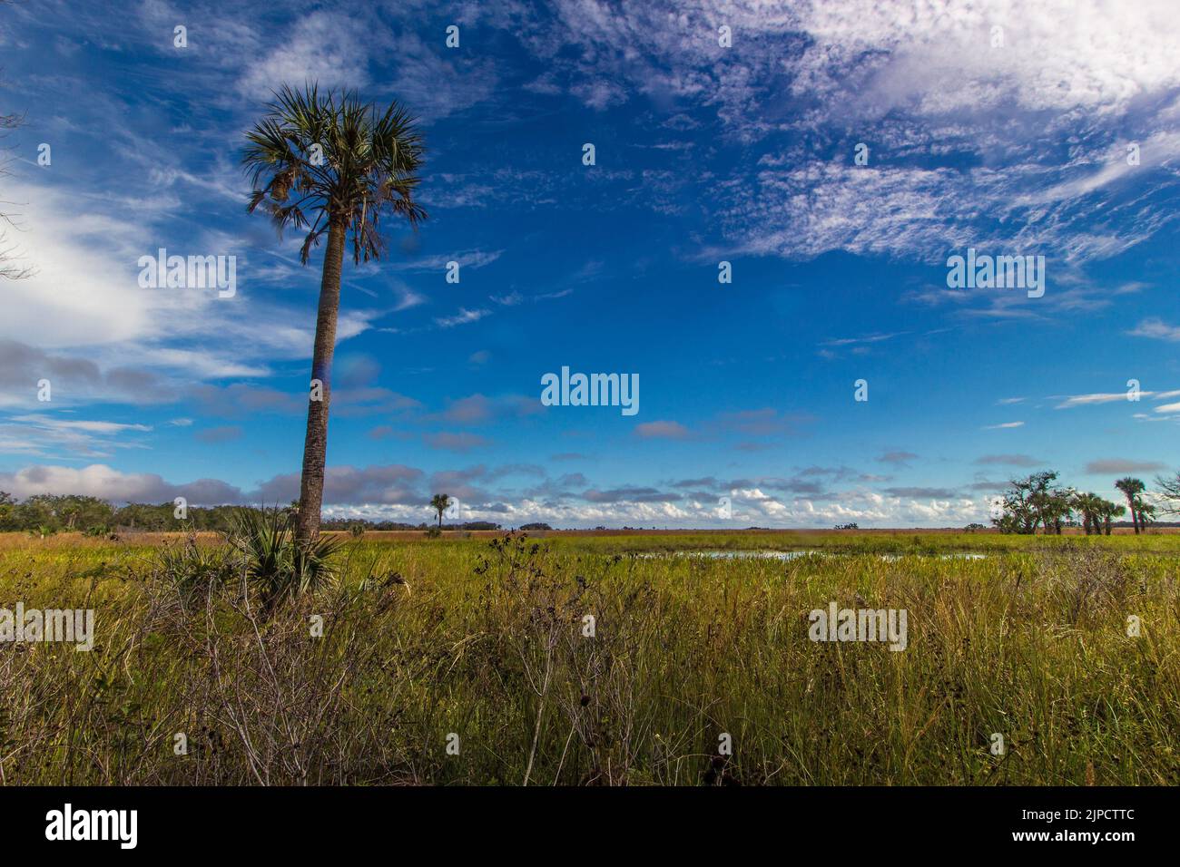 A aerial view of Kissimmee Prairie Preserve State Park surrounded by ...
