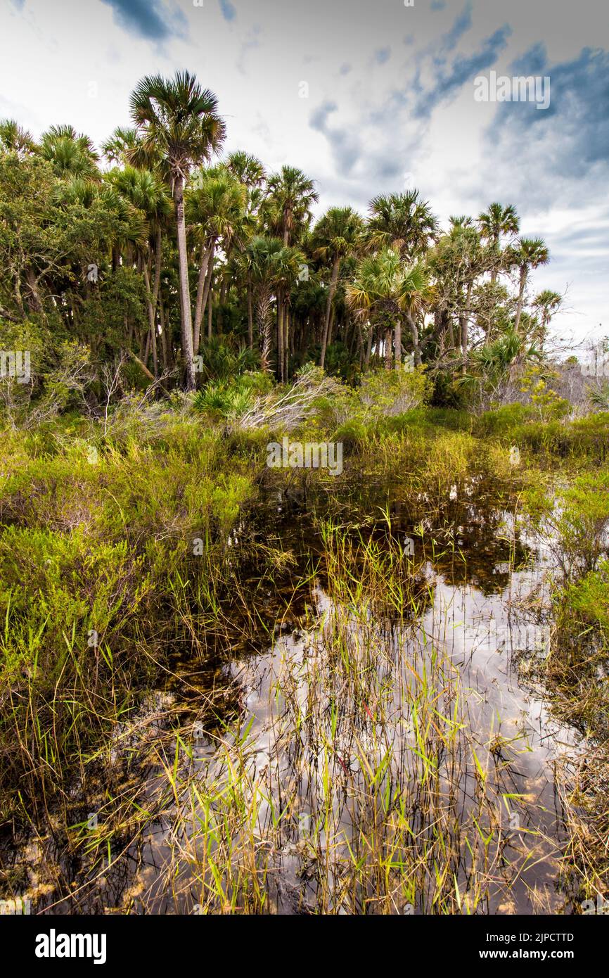 A vertical shot of Kissimmee Prairie Preserve State Park surrounded by ...