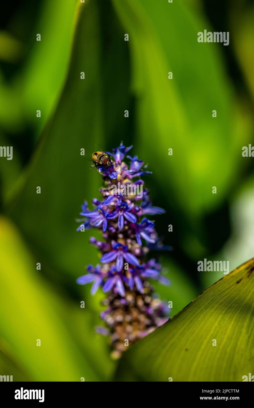 A vertical shot of bug perching on purple flower isolated in green ...